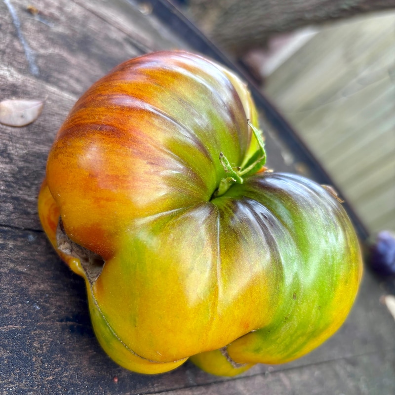 Bill Yoder Tomato Seeds - Etsy