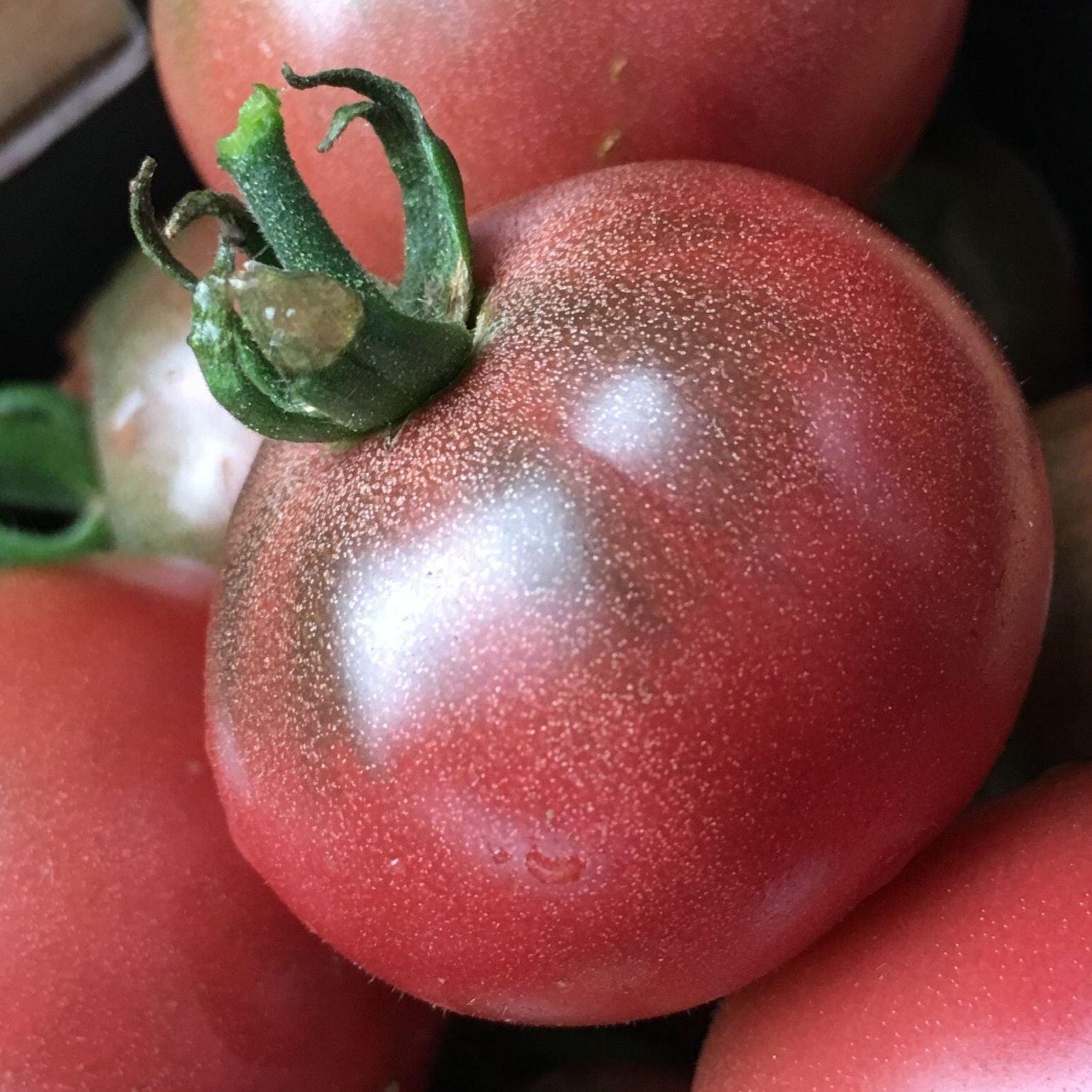 Karma Purple Tomato Seeds - Etsy