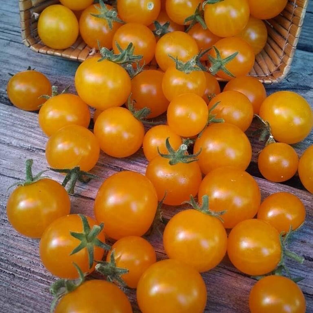 Pinocchio Orange Micro Tomato Seeds - Etsy
