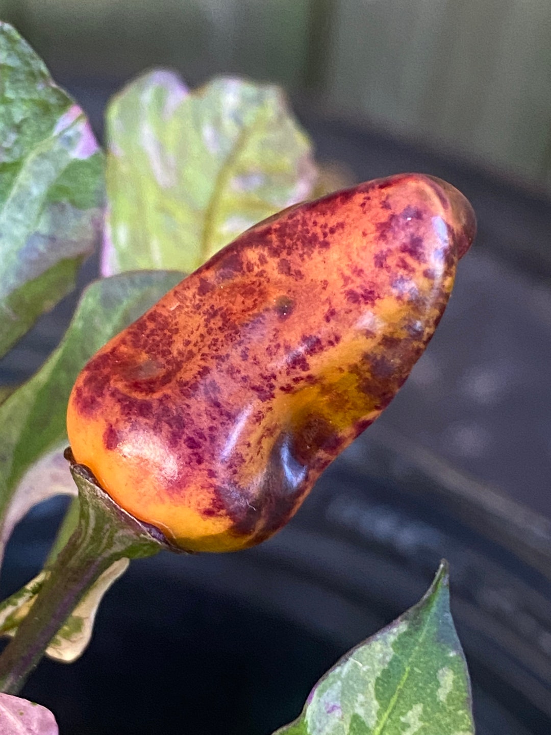 Purple Tiger Jalapeño Pepper Seeds - Etsy
