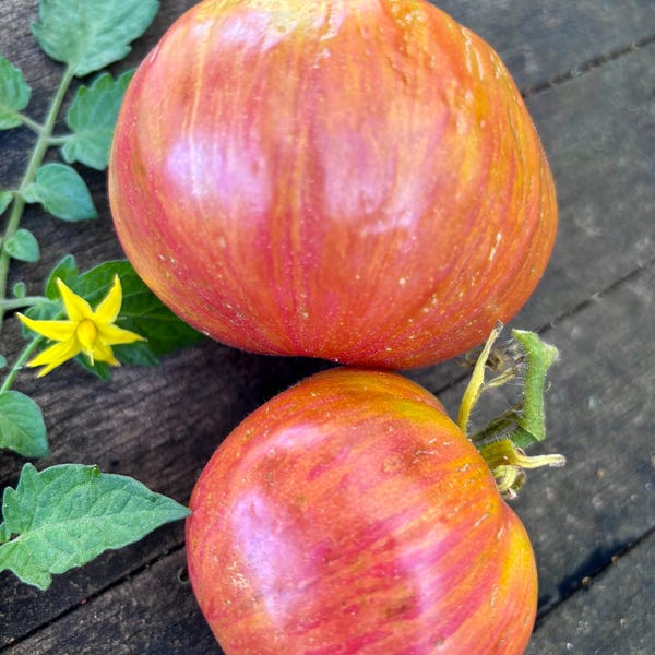 Bill Yoder Tomato Seeds - Etsy