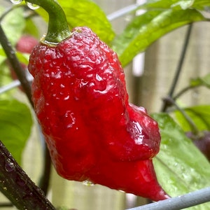 Purple Gator Jigsaw HOT Pepper Seeds - Etsy