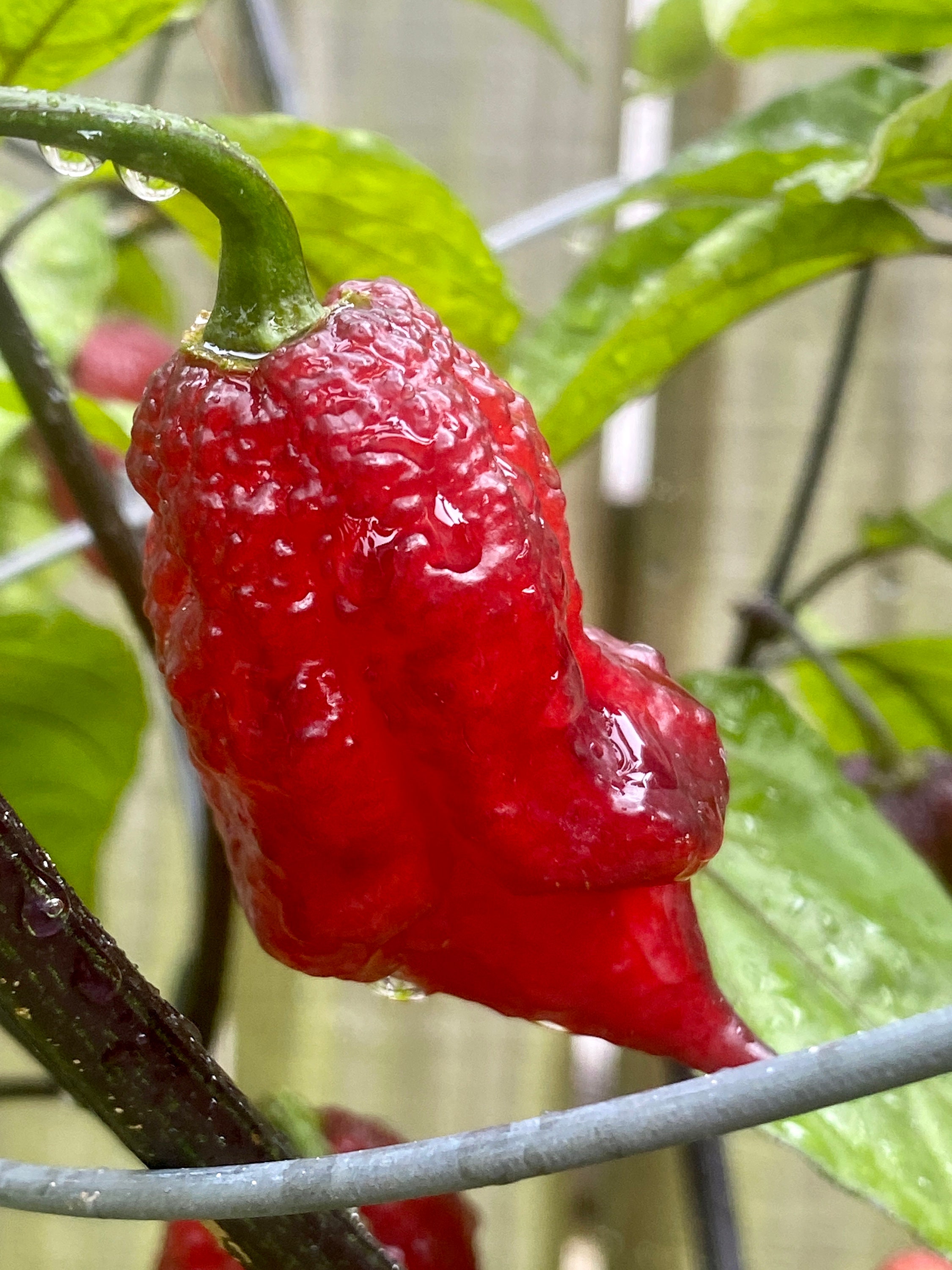 Purple Gator Jigsaw HOT Pepper Seeds - Etsy