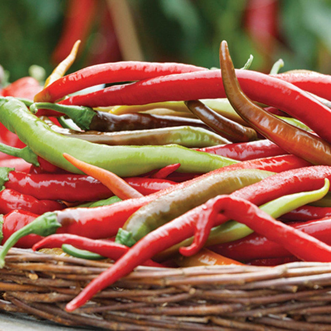 Thai Dragon Hot Pepper - Etsy