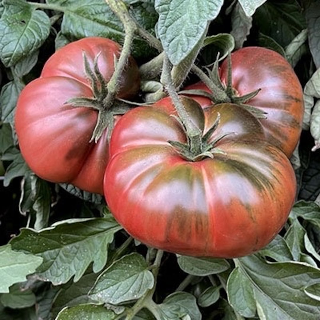 Black Sea Man Russian Heirloom Tomato Seeds Florida Friendly - Etsy