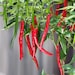 Dragon Cayenne Hot Pepper Seeds - Etsy