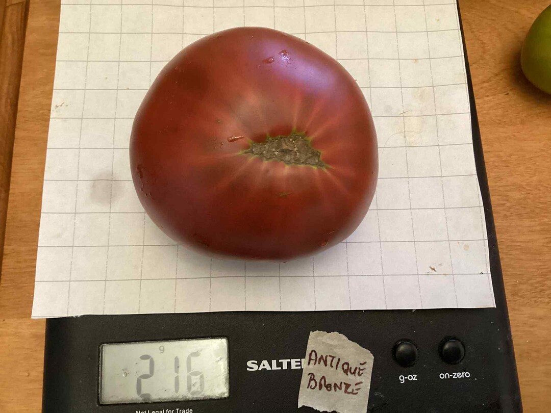 Antique Bronze Tomato Seeds - Etsy