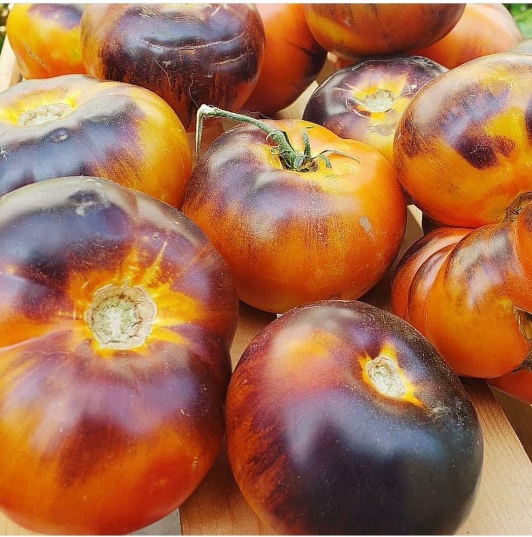 Lucid Gem Tomato Seeds Florida Heat Friendly - Etsy