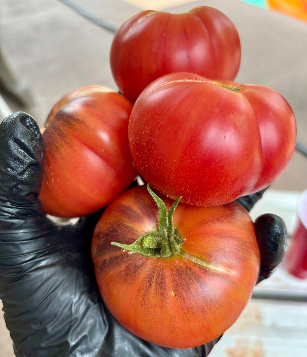 Chupa Chups RED Tomato Seeds Florida Heat Friendly - Etsy