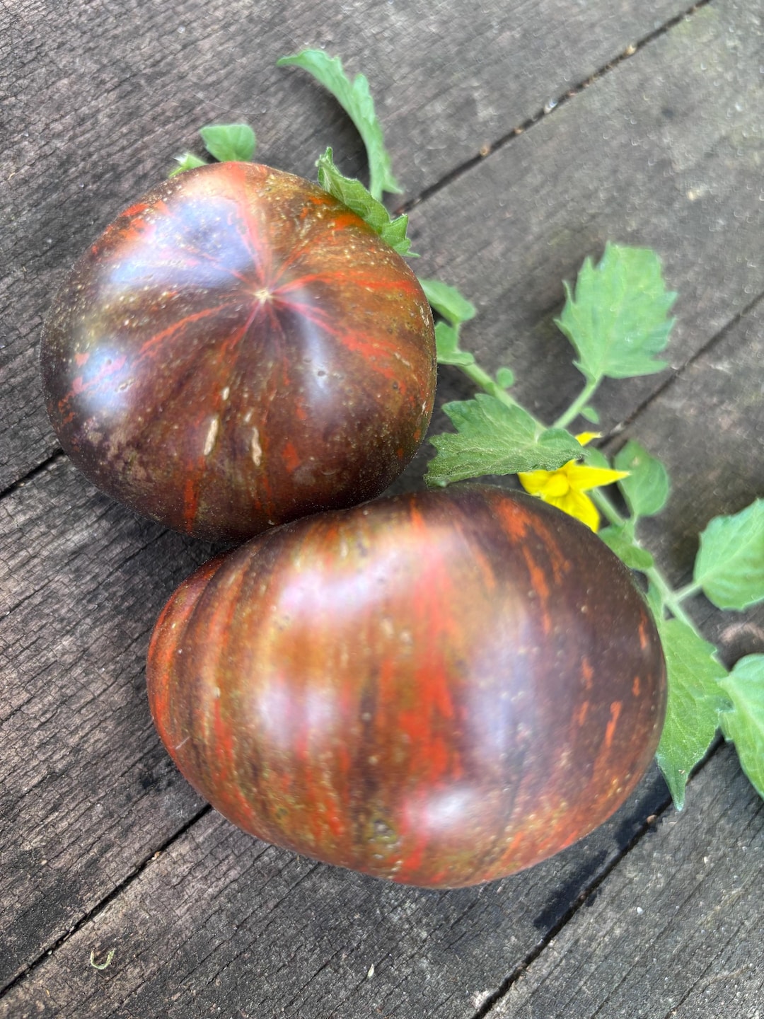 Ordinary World Tomato Seeds From Bill Yoder Duran Duran Line Florida ...