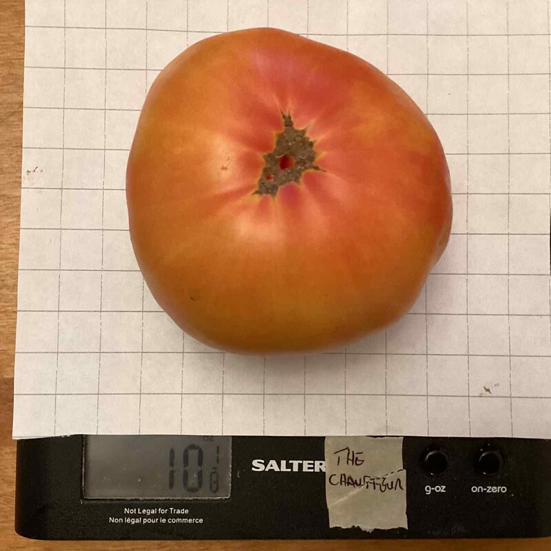 Bill Yoder Tomato Seeds - Etsy