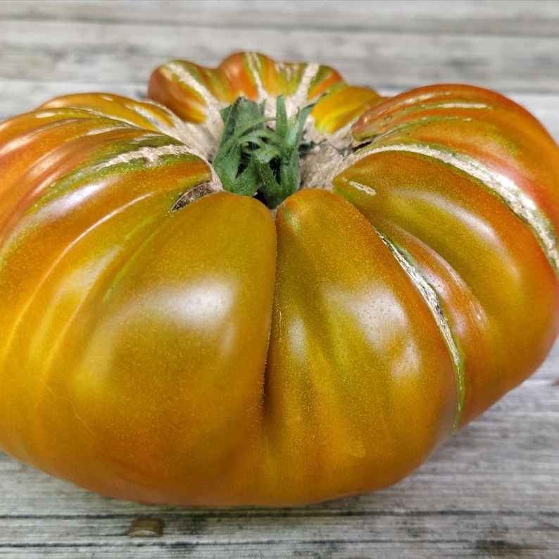 Mossy Oak Tomato Seeds - Etsy