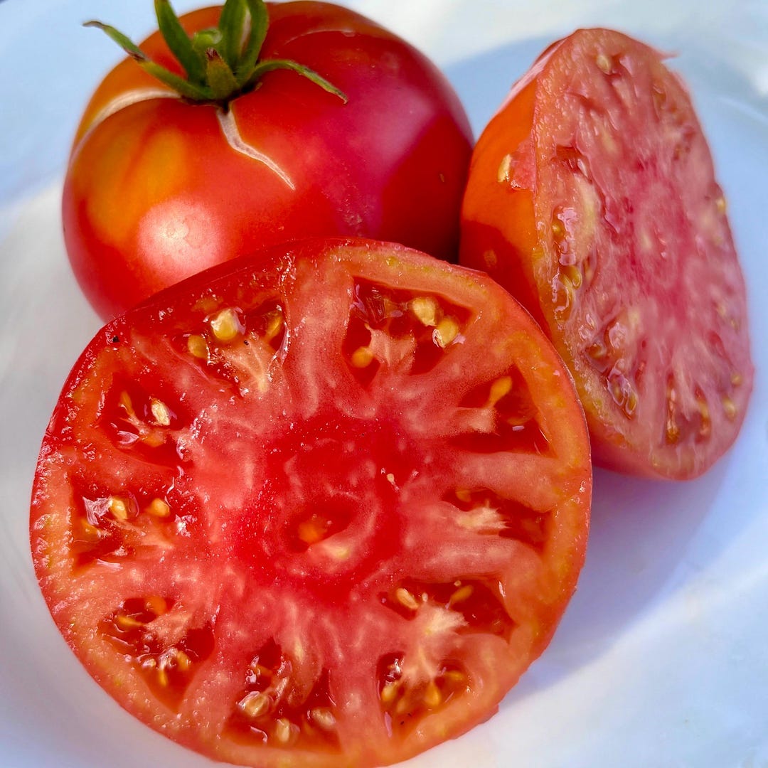 Dean Haley Rainbow Dwarf Tomato Seeds Florida Grown - Etsy