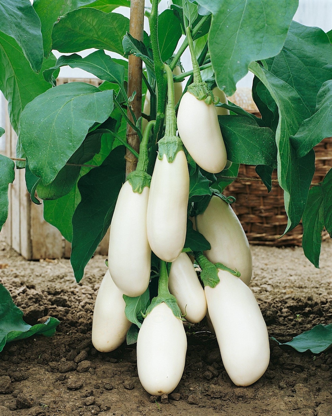 Casper White Eggplant Seeds Japanese Variety Etsy