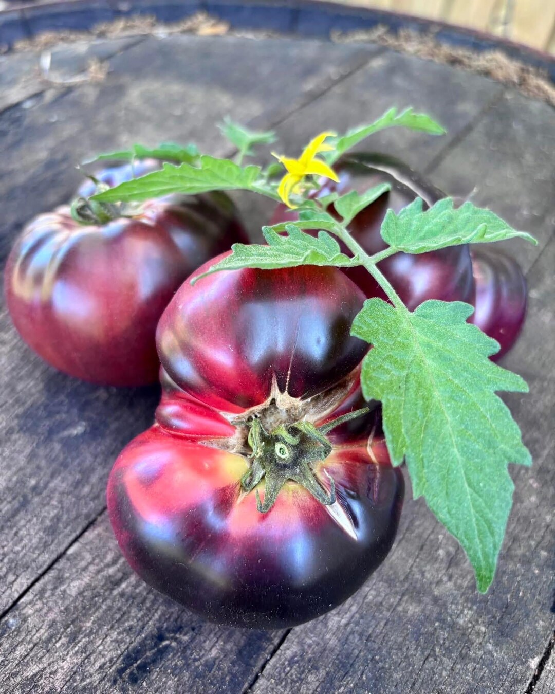 Reflex Tomato Seeds From Bill Yoder Duran Duran Line Florida Heat ...
