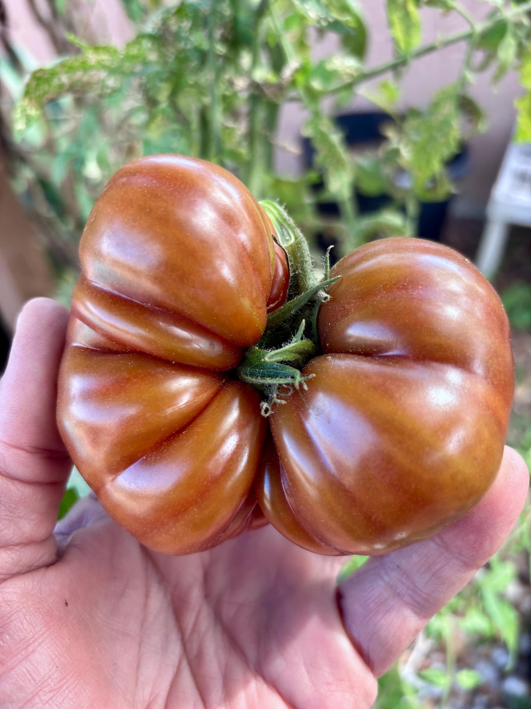 Notorious Tomato Seeds From Bill Yoder Duran Duran Line Florida Heat ...