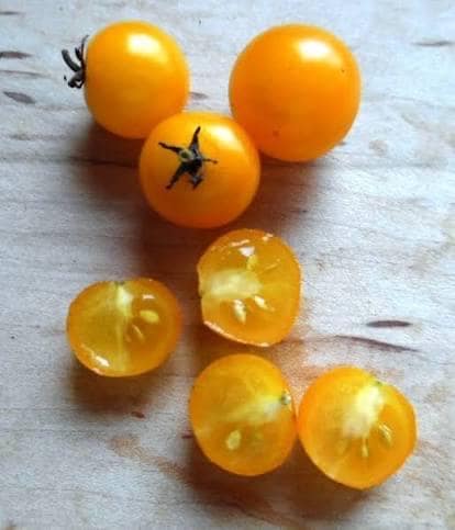 Pinocchio Orange Micro Tomato Seeds - Etsy
