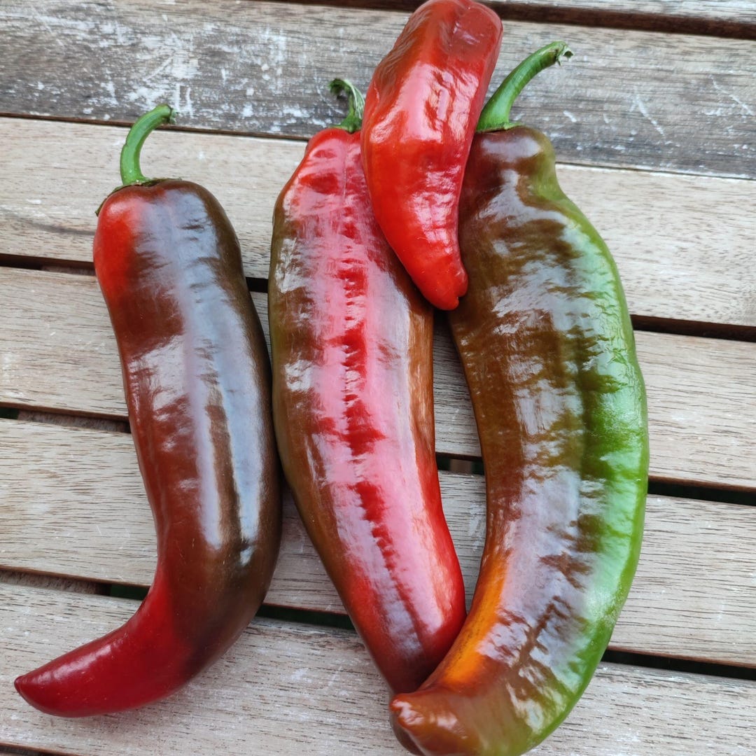 Ancient Sweet Organic Pepper Seeds - Etsy
