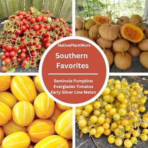 Florida Favorites Seminole Pumpkin Everglades Tomatoes Early Silver ...