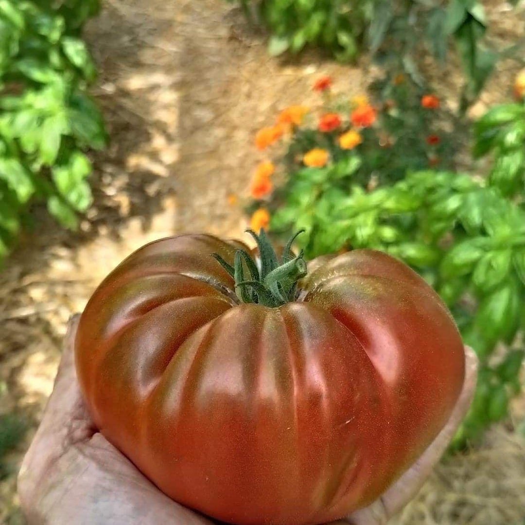 Moya Noire Tomato Seeds - Etsy