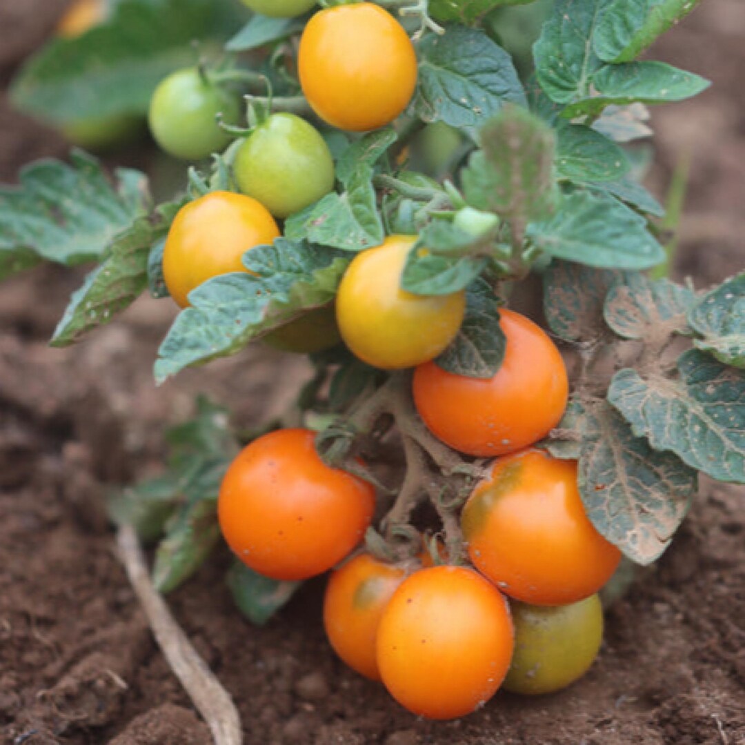 Orange Dream Micro Dwarf Tomato Seeds Florida Grown - Etsy