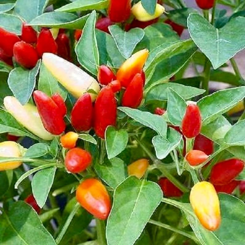 Cascabella Mini Dwarf Pepper - Etsy