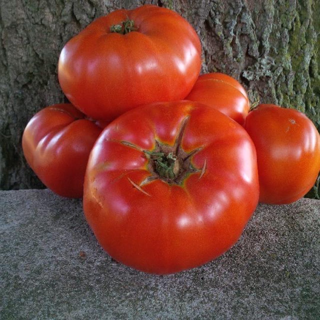El Amar Israel Tomato Seeds - Etsy