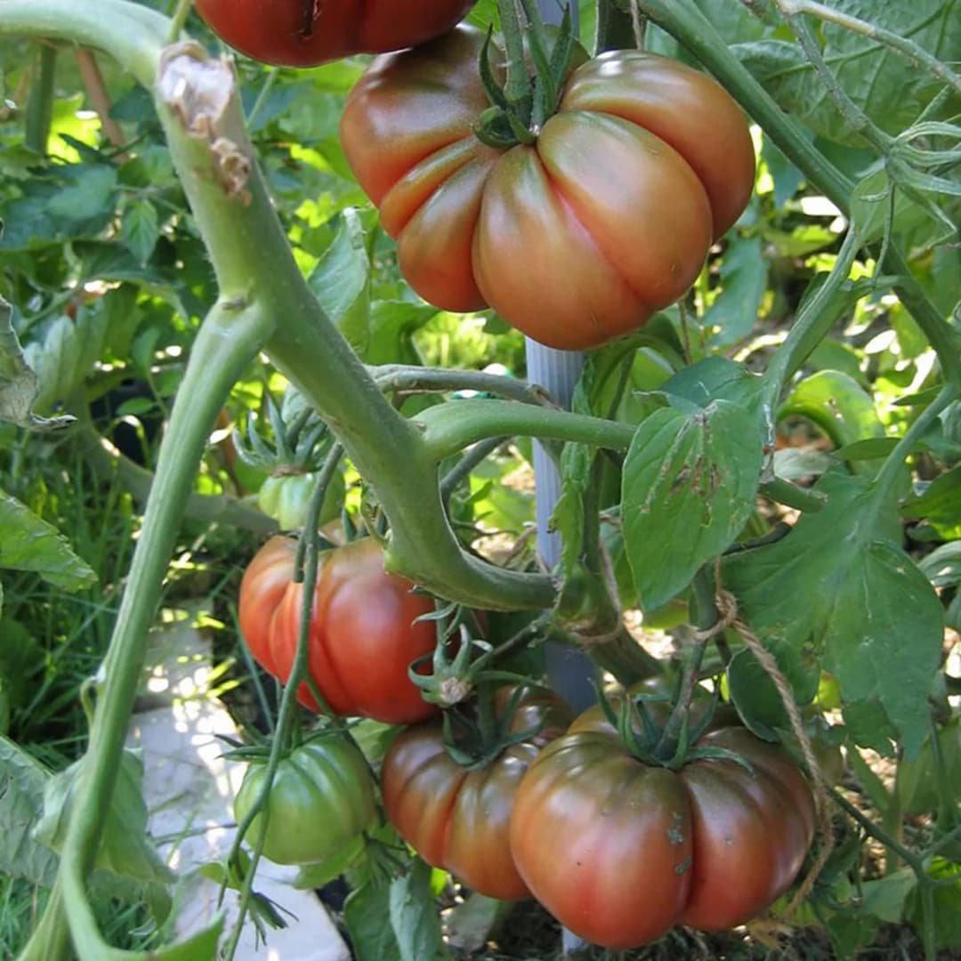 Black Sea Man Russian Heirloom Tomato Seeds Florida Friendly - Etsy