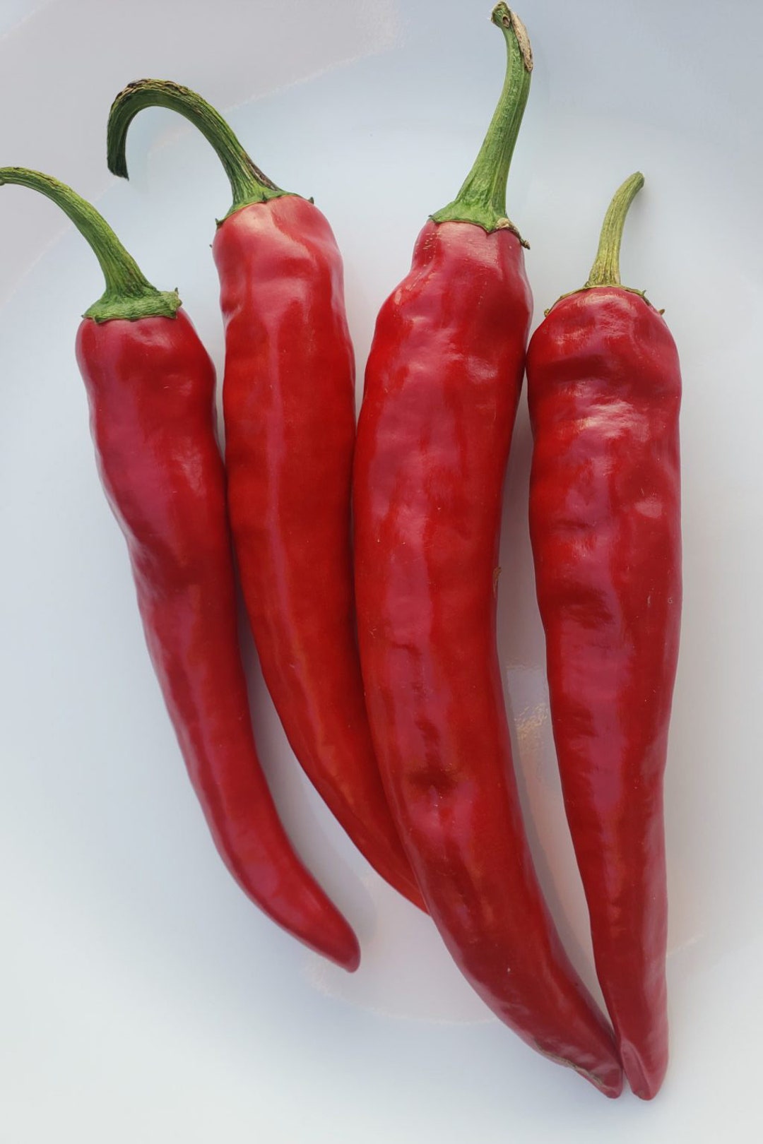 Guajillo Mirasol Mexican Pepper Seeds 10+ Florida Grown - Etsy