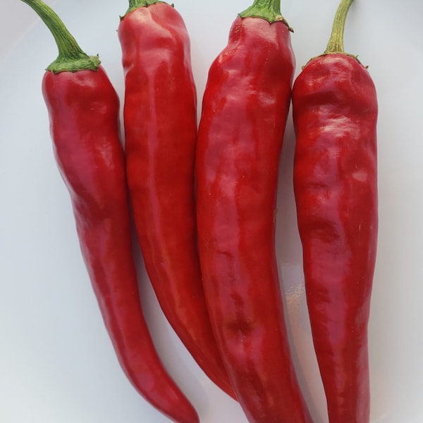Mirasol Pepper - Etsy