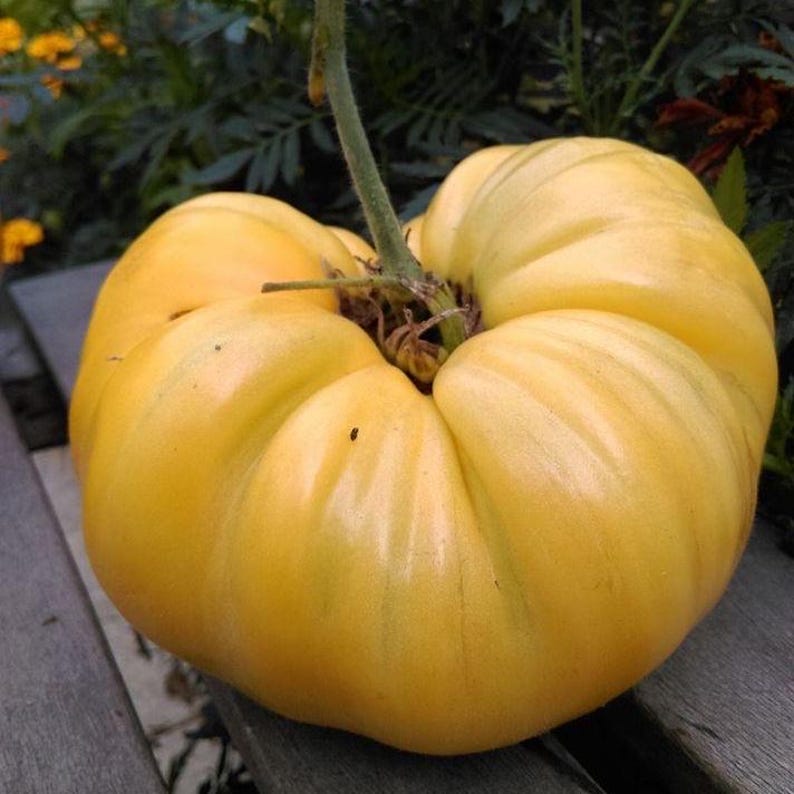Moonshiners Ball Tomato Seeds - Etsy
