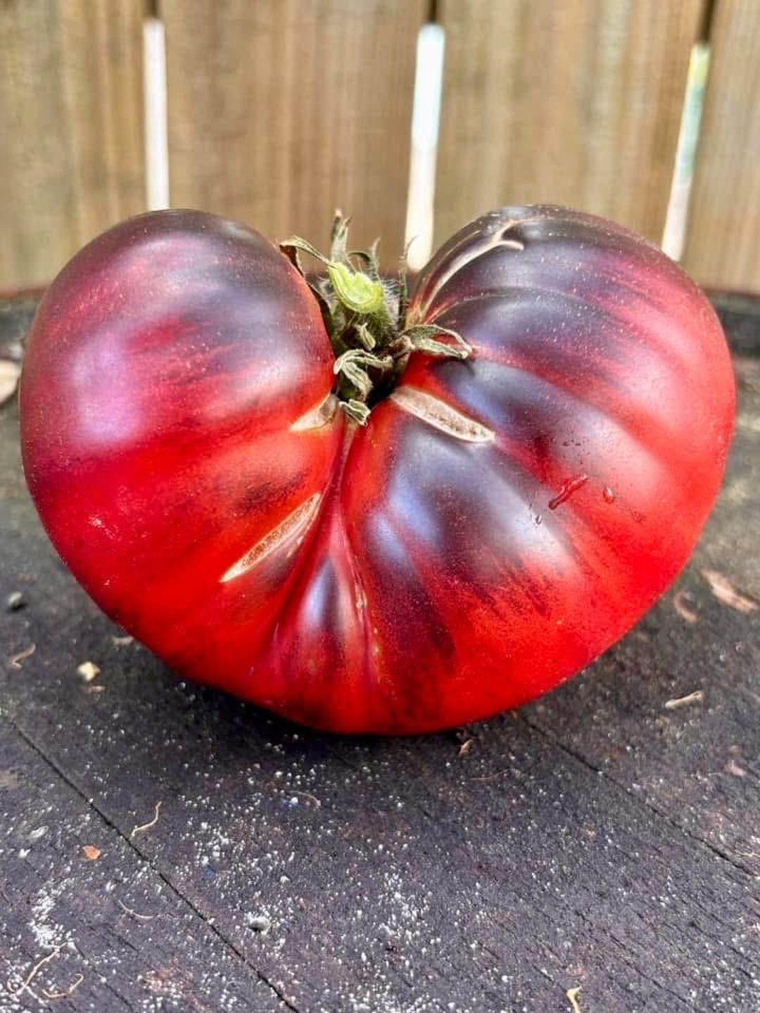 Lullaby Tomato Seeds From Bill Yoder the Cure Line Florida Heat ...