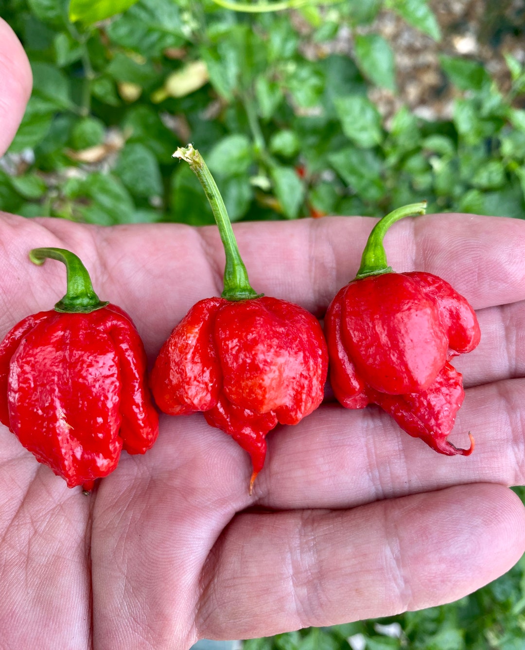 XXX EXTREME Heat Pepper Seeds 10+ Florida Grown - Etsy