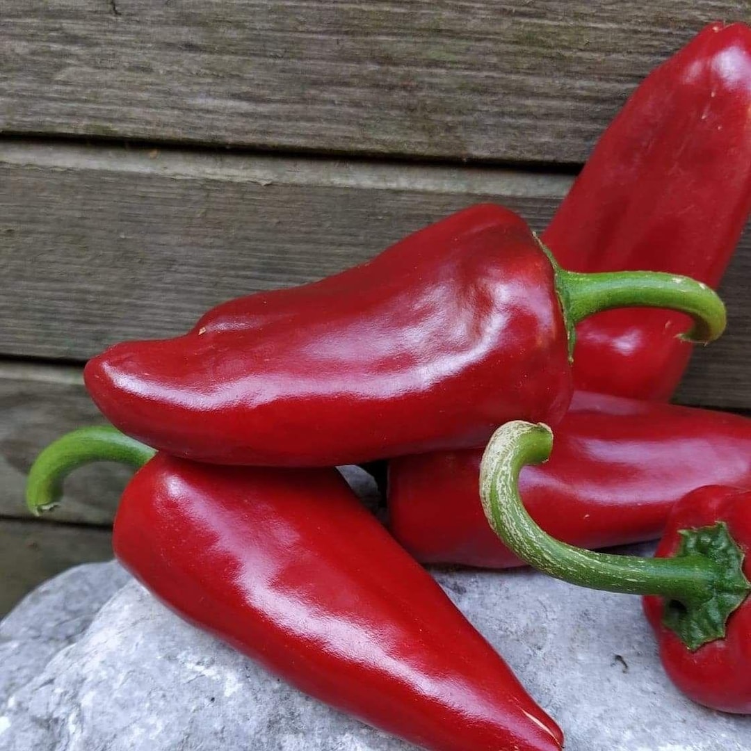 Calabrian Caviar Organic Pepper Seeds - Etsy