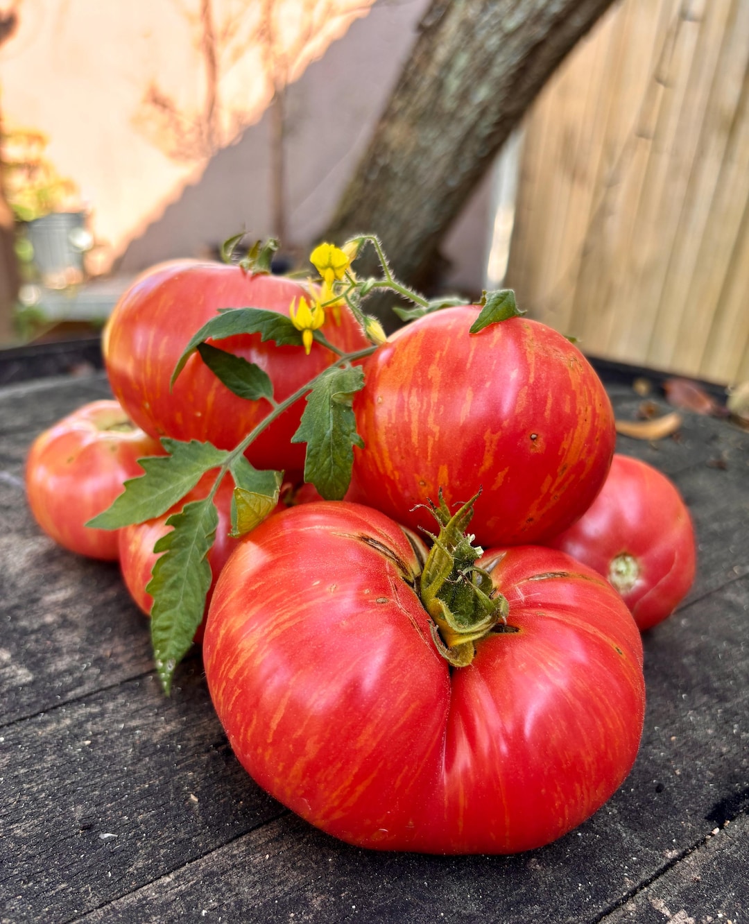Hazel Grouse Under Pineapple Tomato Seeds Florida Heat Friendly Russian ...