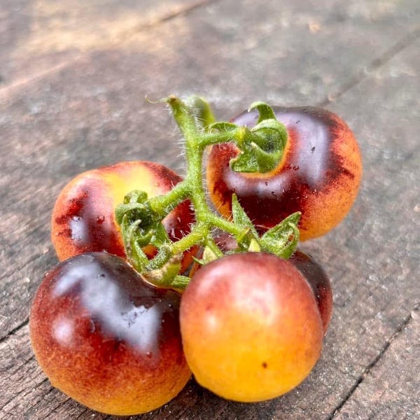 Bill Yoder Tomato Seeds - Etsy