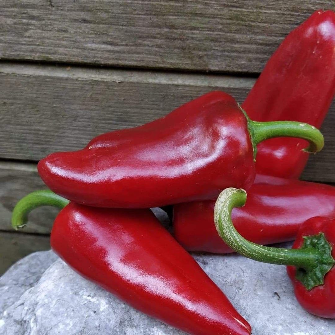 Pequillo Lodosa Basque Sweet Organic Pepper Seeds - Etsy