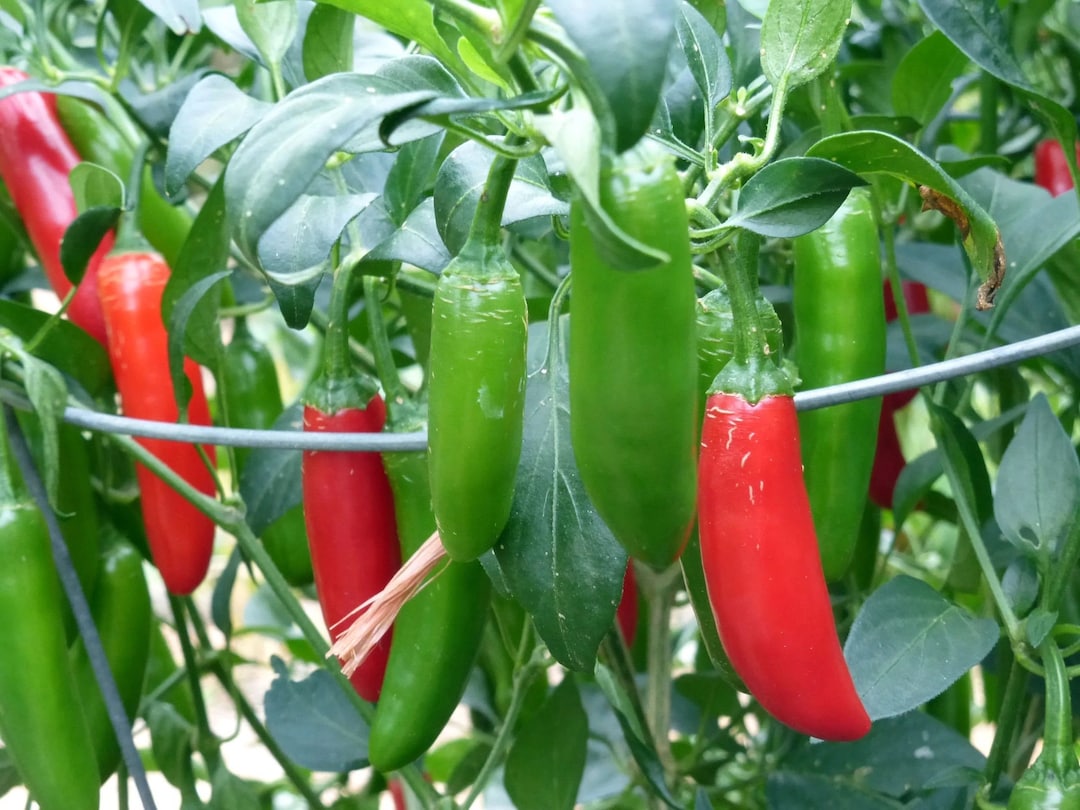 Serrano Huasteco Mexican Chili Pepper Seeds - Etsy