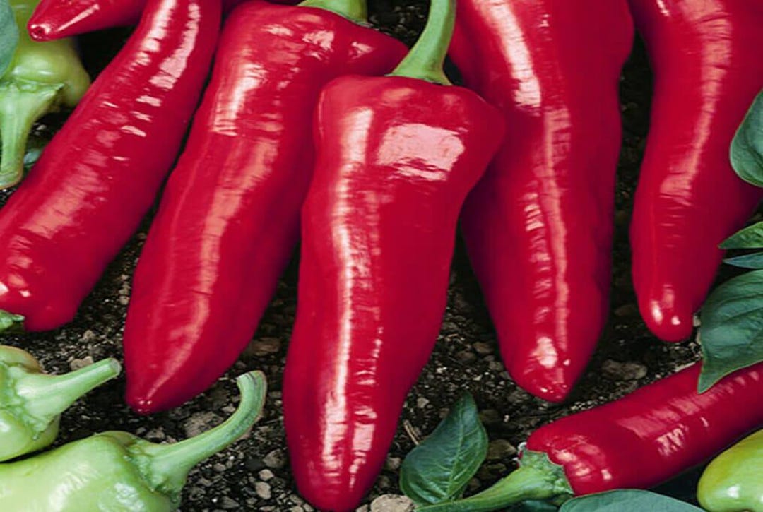 Hatch Numex Big Jim New Mexican Pepper Seeds 10+ Florida Grown - Etsy