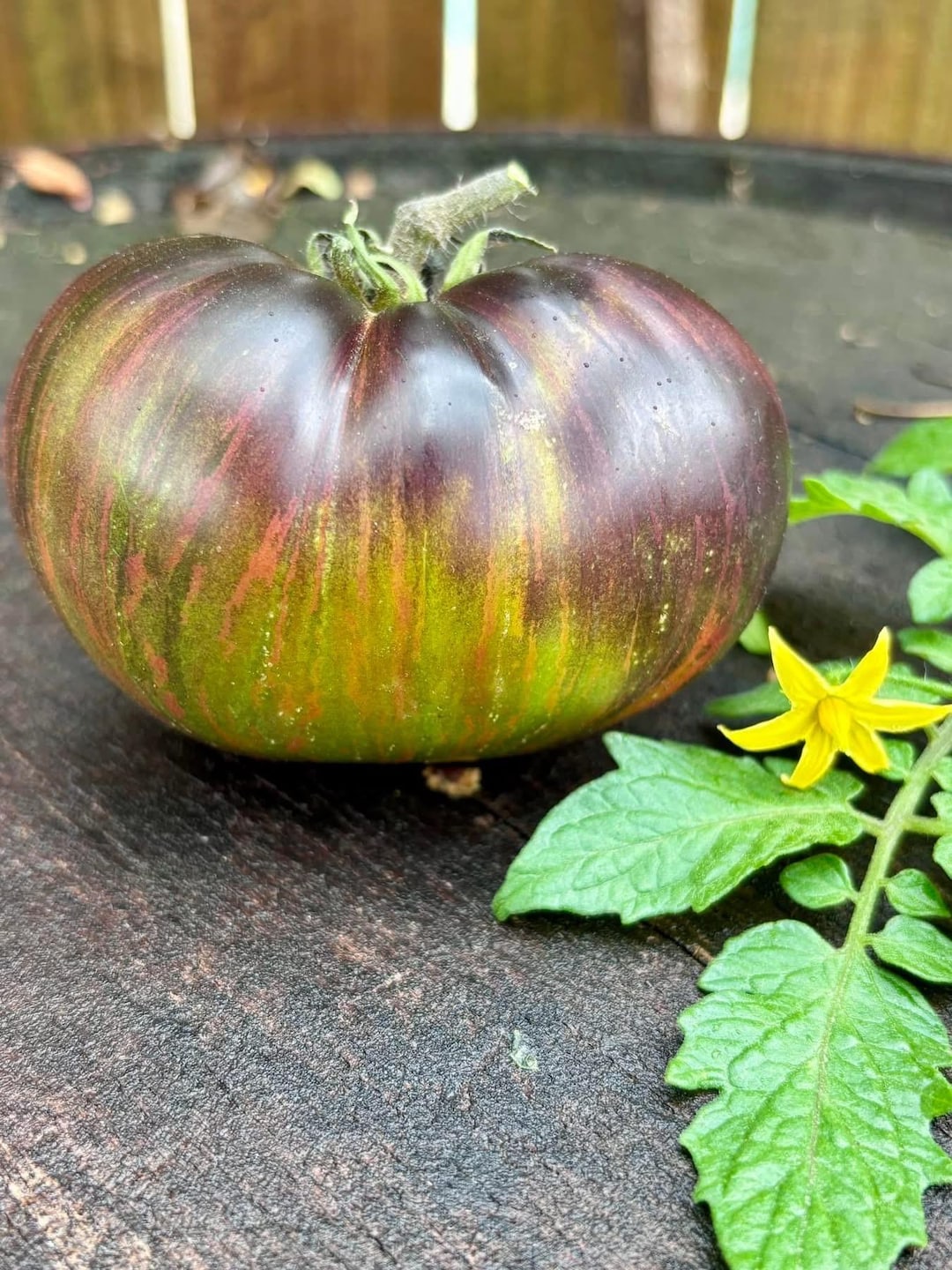 Fascination Street Tomato Seeds From Bill Yoder the Cure Line Florida ...