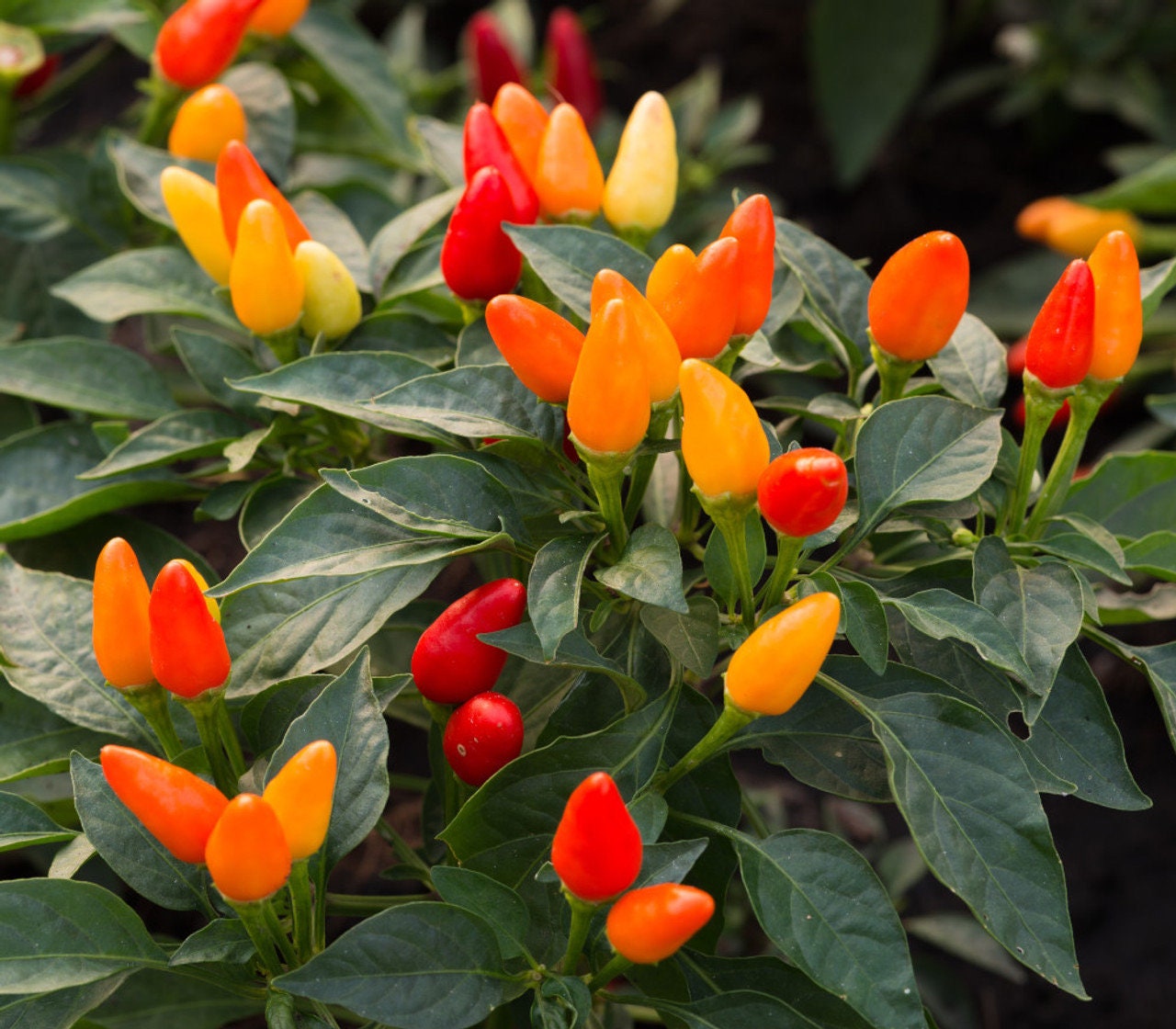 Little Elf Dwarf Pepper Seeds - Etsy