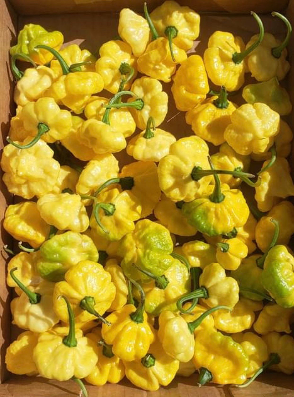 Khangstarr Lemon Starburst KSLS Pepper Seeds - Etsy