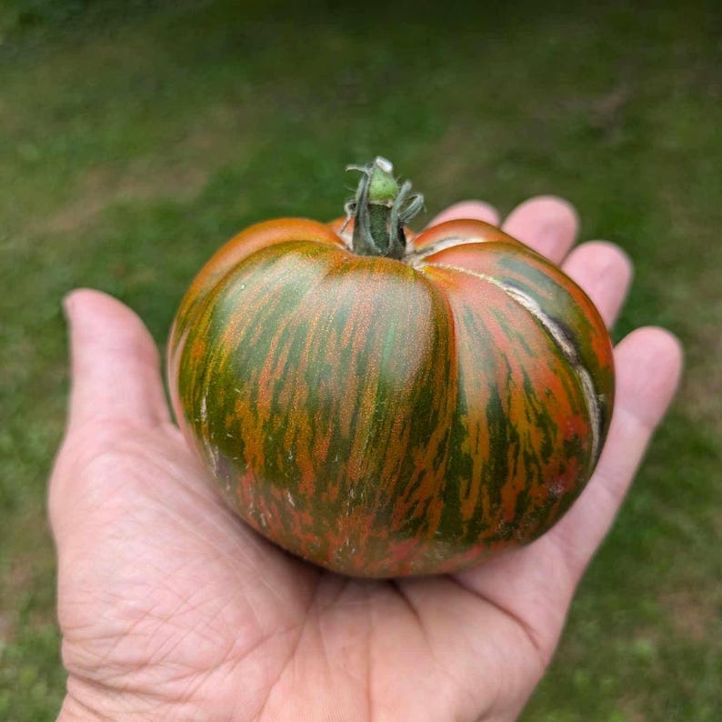 Surpriz Tomato Seeds - Etsy