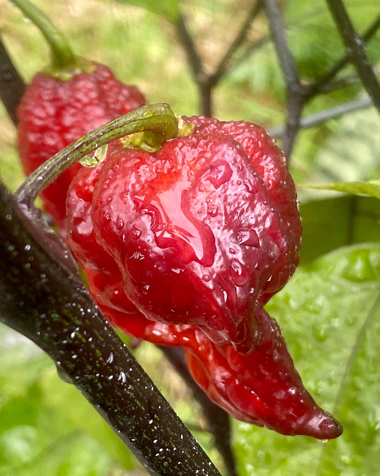 Purple Gator Jigsaw HOT Pepper Seeds - Etsy