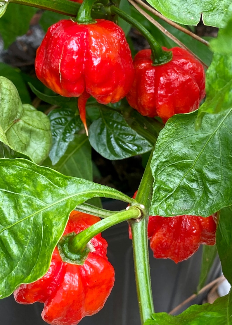 XXX EXTREME Heat Pepper Seeds 10+ Florida Grown - Etsy