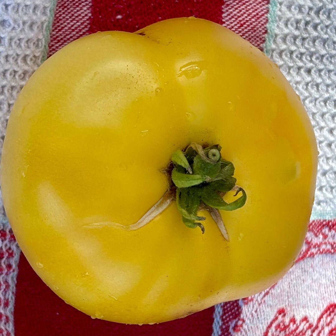 Idaho Gem Dwarf Tomato Seeds Florida Grown - Etsy