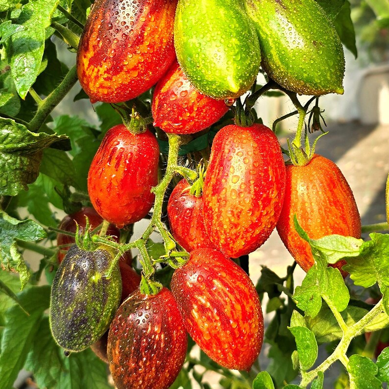 Shadow Boxing Type 4 Dwarf Tomato Seeds Florida Grown - Etsy