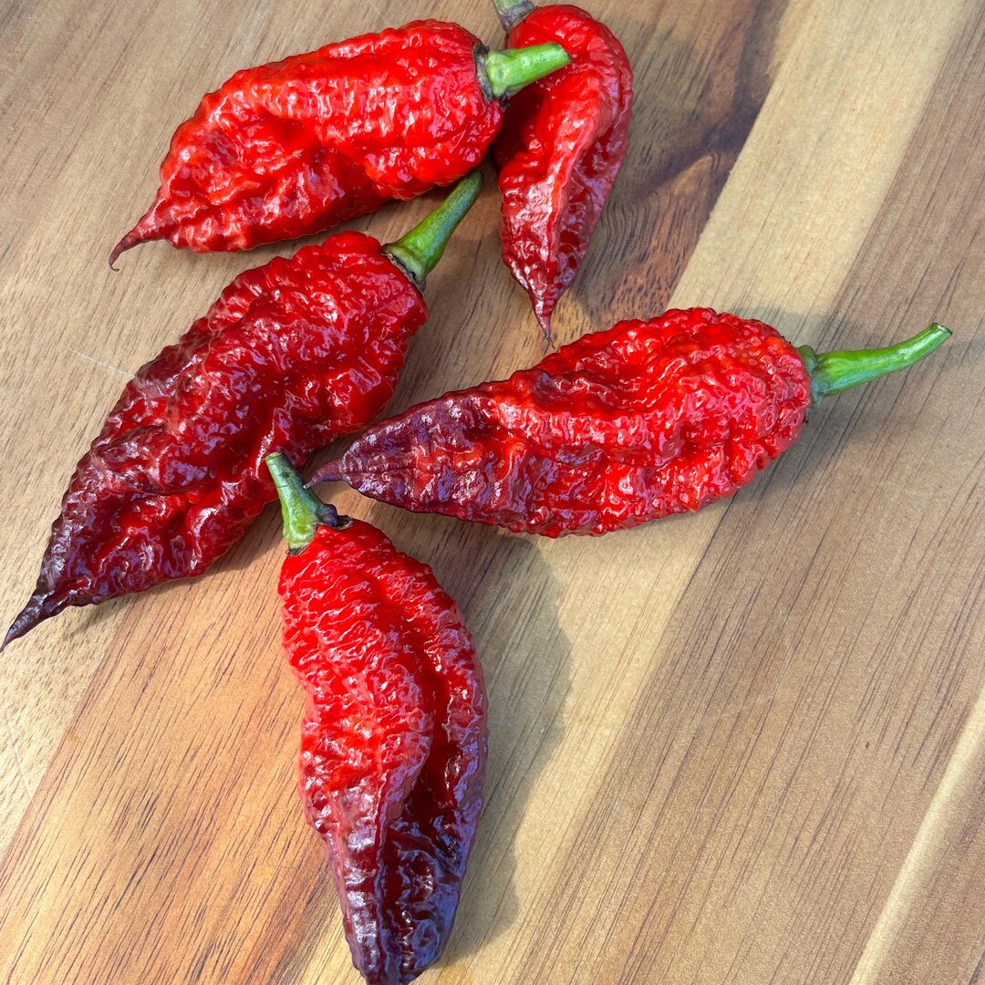 Borg 9 SUPERHOT Pepper Seeds 10+ Florida Grown - Etsy