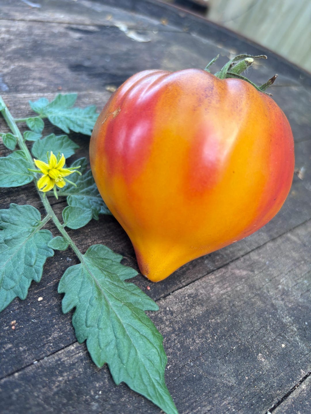 Come Undone Tomato Seeds From Bill Yoder Duran Duran Line Florida Heat ...