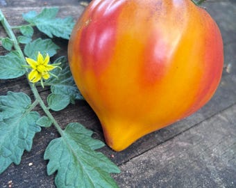 Lullaby Tomato Seeds From Bill Yoder the Cure Line Florida Heat ...